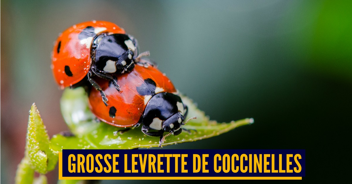 TECNOINFO: Top 10 des meilleures sextapes d’insectes, ces images vont ... TECNOINFO: Top 10 des meilleures sextapes d’insectes, ces images vont ...