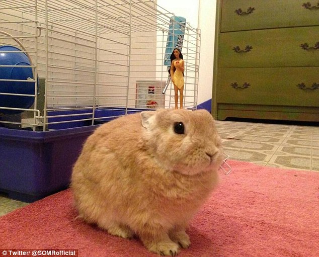 Top 15 des photos de Vinnie, le lapin le plus patient du monde (RIP)