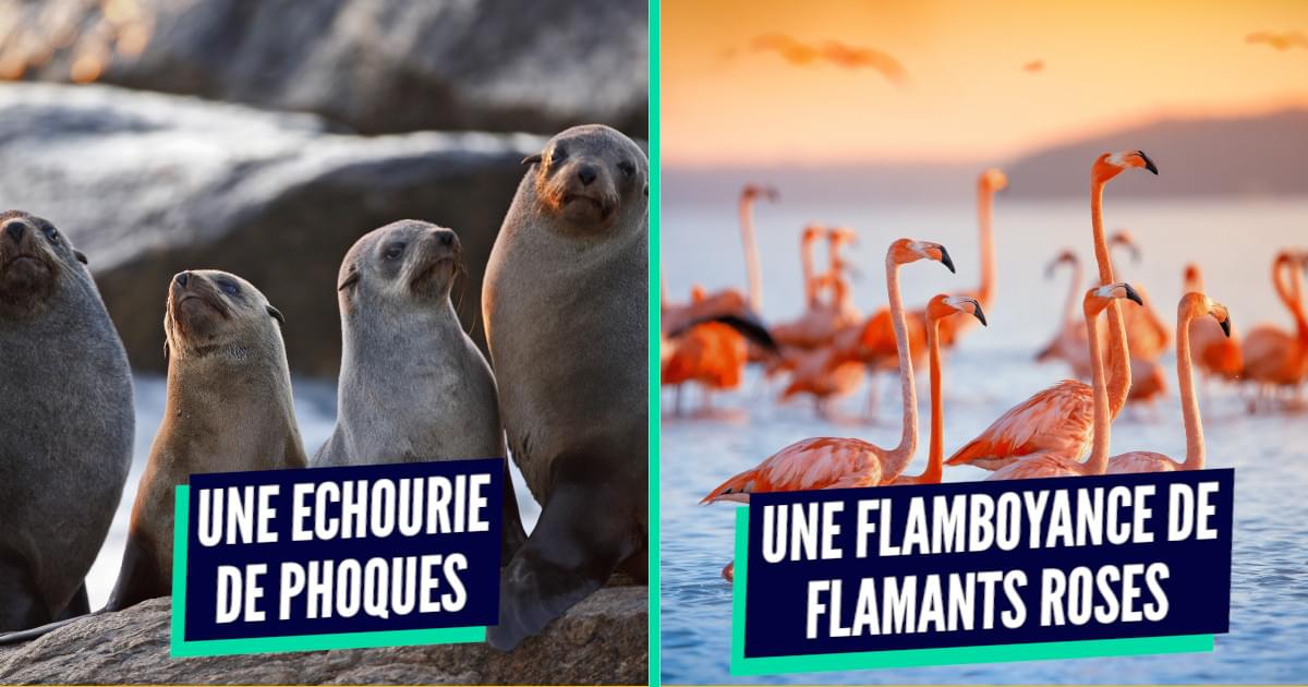Top 15+ des noms de groupe d'animaux