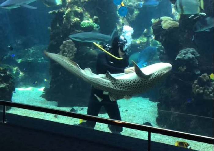 Que veut donc ce requin ? Un câlin