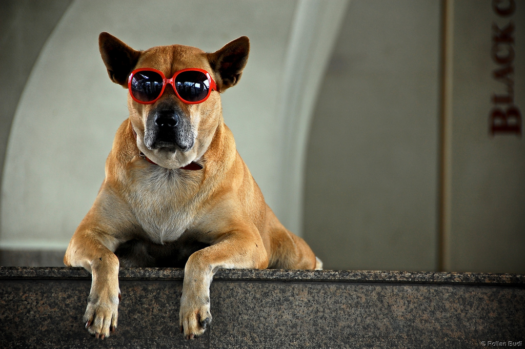 Top 12 des chiens plus cools que vous, Doggz Wit Attitudes