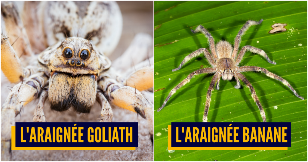 Top 12 des images à ne pas montrer aux gens qui détestent les araignées ...