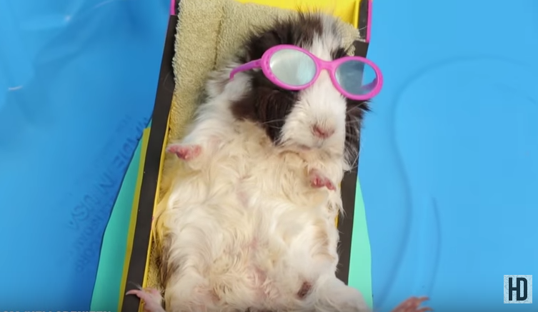 Un barbecue entre hamsters, tranquille