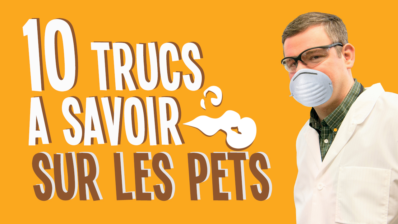 Top 10 des trucs à savoir sur les pets
