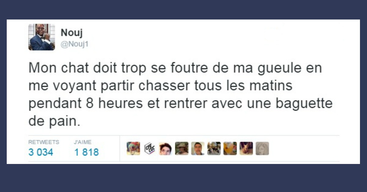 Top 16 des meilleurs tweets sur les chats, ces petites enflures qu’on ...