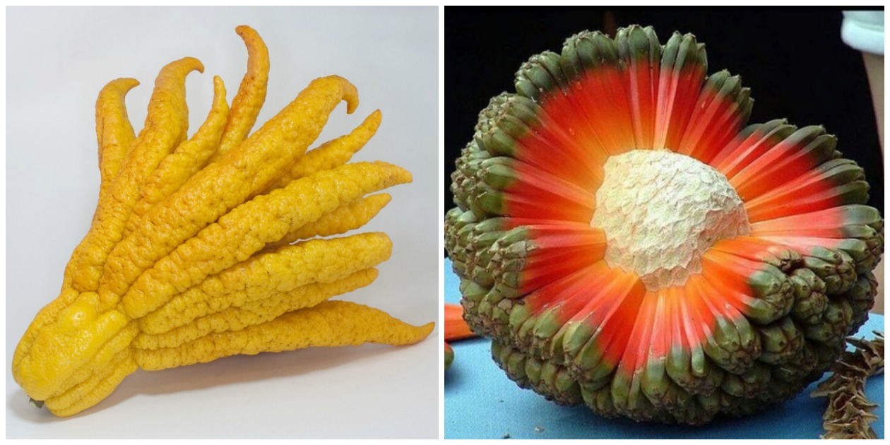 Top 15 des fruits insolites dans le monde