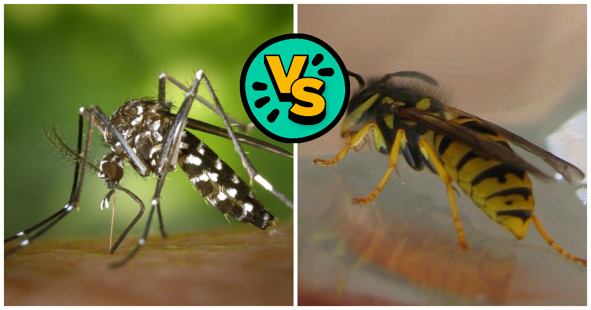 Quel est le pire insecte de l’humanité