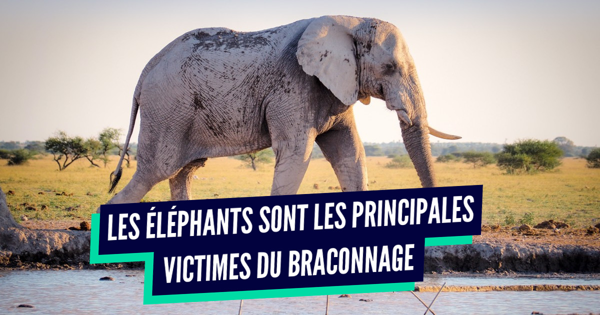 Top 5 des pays avec le plus de braconniers, ceux où il fait pas bon ...