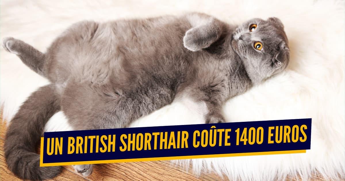 Top 10 des chats les plus chers du monde, si tu aimes les chats et que ...