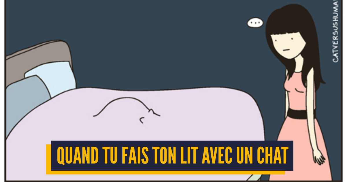 Top 13 des signes que ton chat est totalement débile, rien dans la cervelle