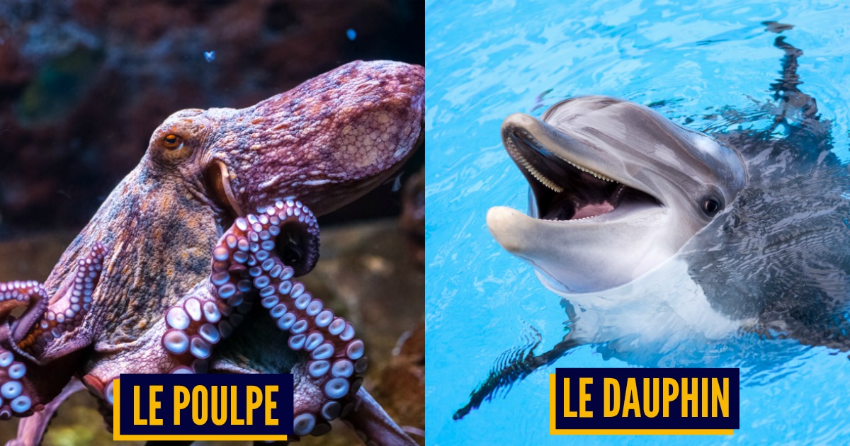 Top 7 des animaux marins les plus intelligents, ceux qui ont des ...
