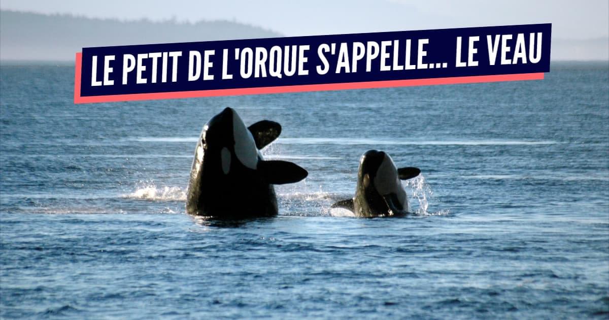 Animaux : top listes et classements | Topito