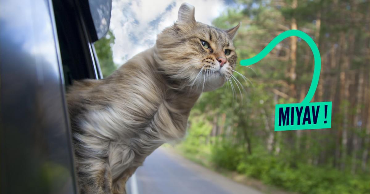 Top 15 des façons de dire Miaou en fonction des pays, pour les chats ...