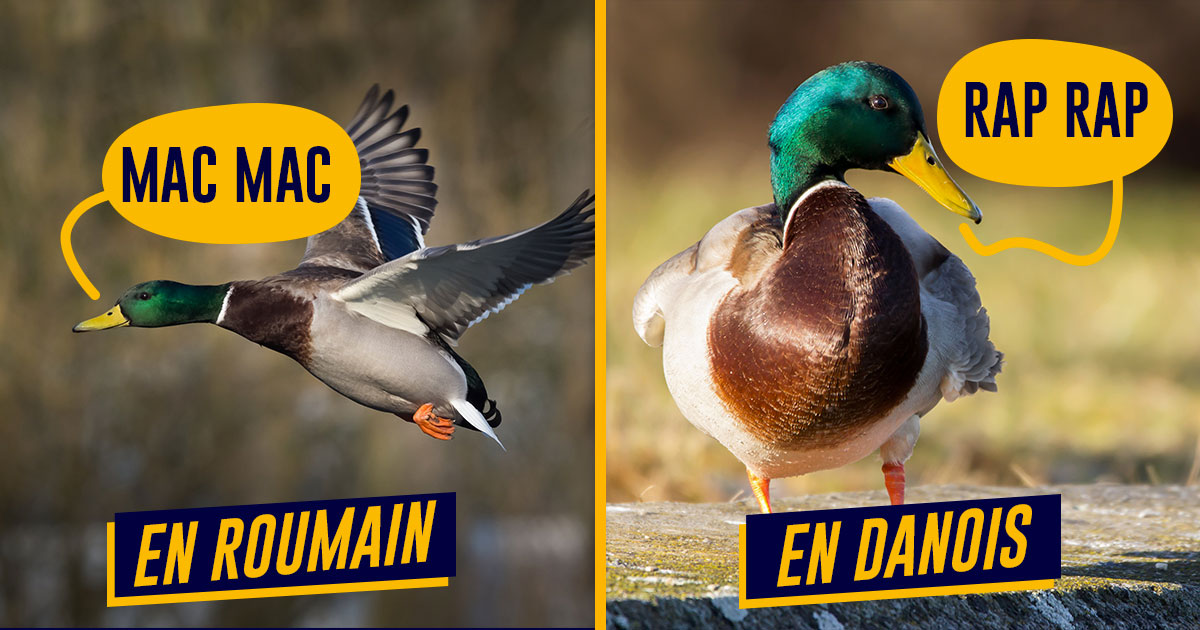 Top 15 des façons de dire coin-coin dans le monde, pour les canards ...
