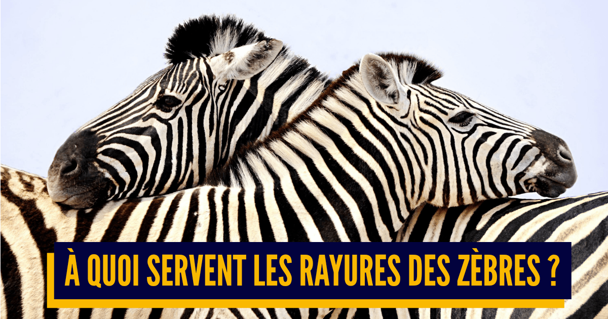 Top 10 des réponses aux questions qu’on se pose sur les animaux, pour ...