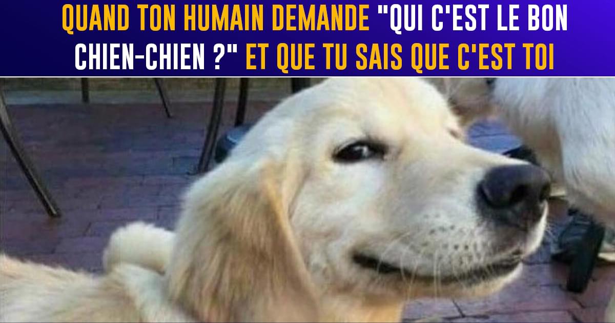 TECNOINFO: Top 15 des meilleures memes de chiens, ils sont un peu cons ...