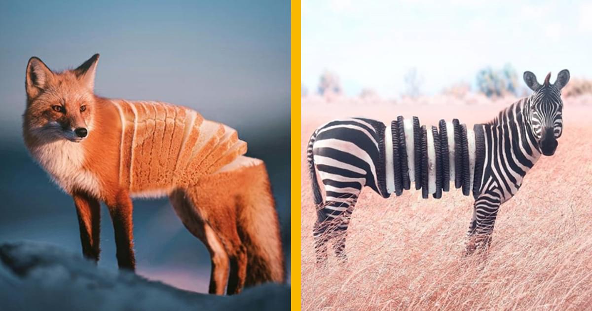 Top 10 des animaux mélangés avec de la bouffe, les montages bien WTF