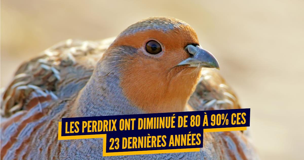 Top 10 des animaux en voie de disparition en France, y a pas que les ...