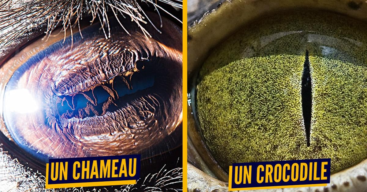 Top 15 des yeux des animaux photographiés en gros plan, et c’est assez ...