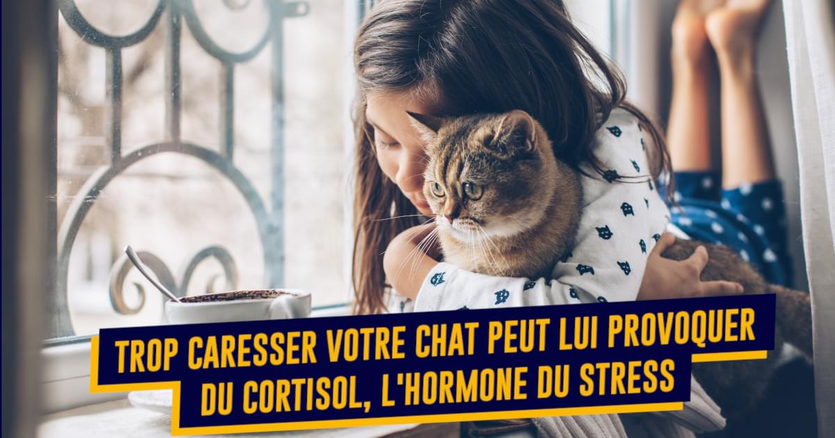 Top 14 des erreurs à ne pas faire avec ton chat (si tu veux qu’il aille ...