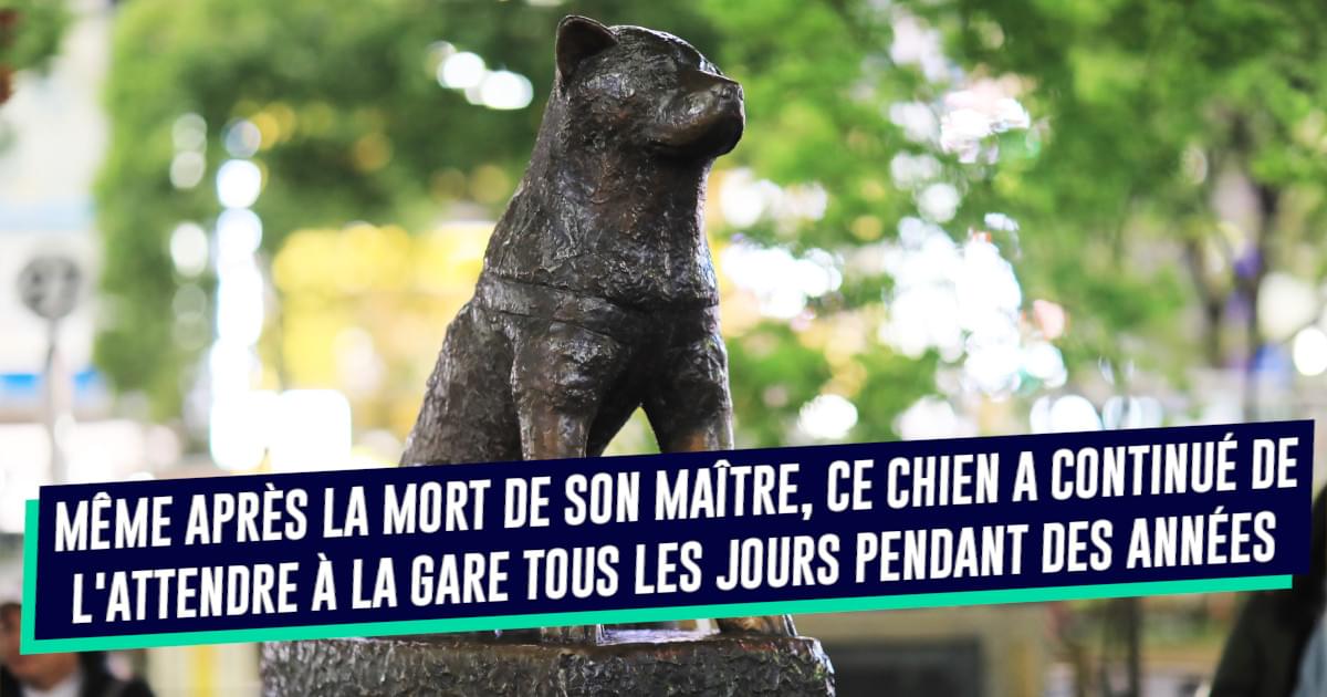 Top 10 des trucs à savoir sur Hachiko, le chien le plus célèbre du Japon