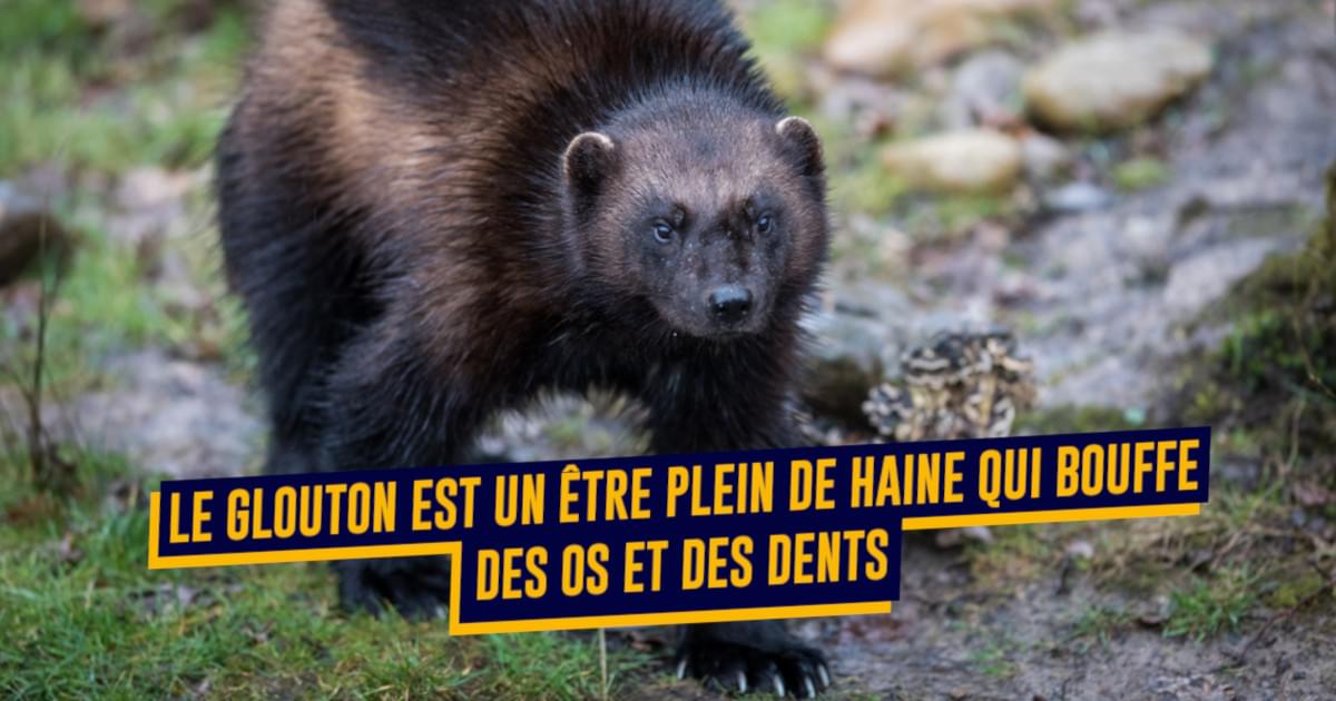 Top 10 des animaux ridicules qui sont super méchants (attention, ne pas ...