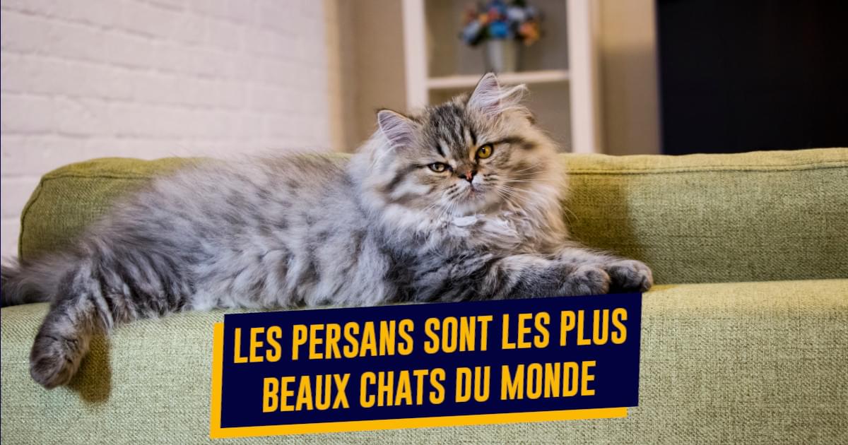 Top 15 des plus belles races de chats du monde
