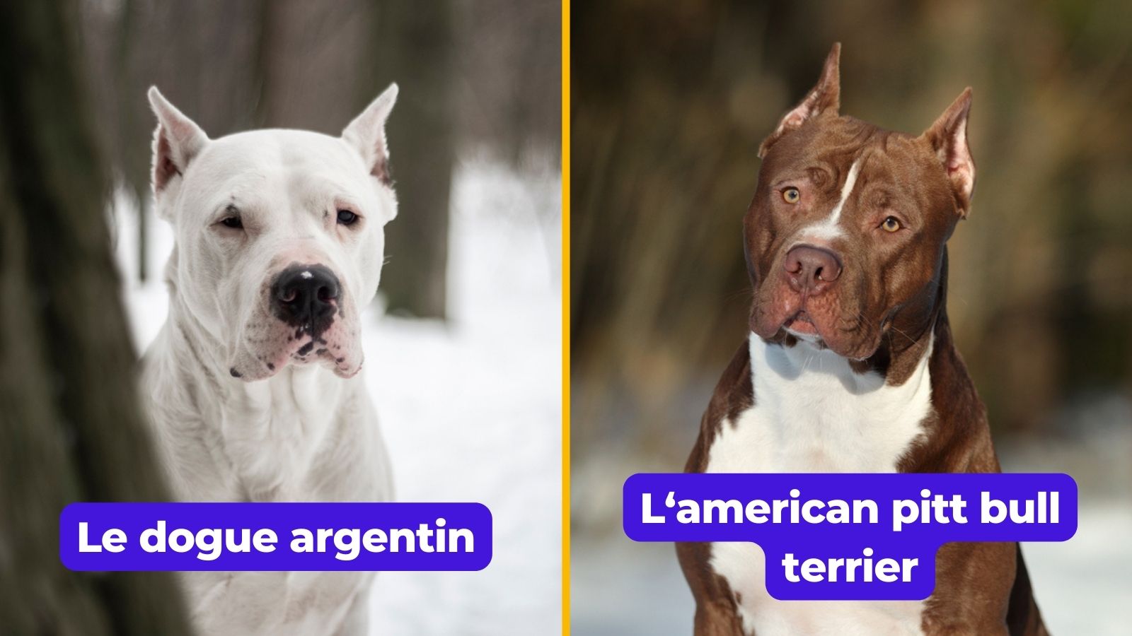 Top 10 des races de chiens les plus interdites dans le monde