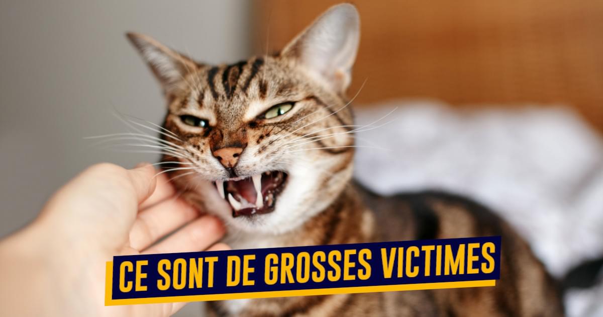 Top 10 des raisons de ne pas faire confiance aux gens qui aiment les chats