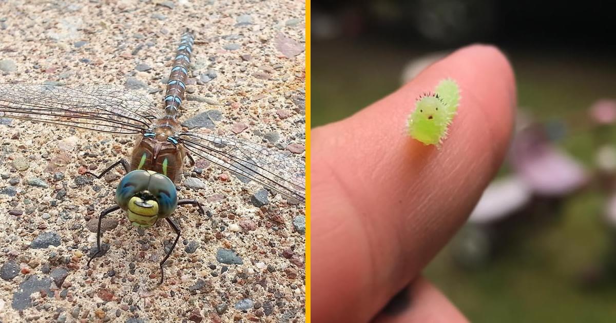 Top 25 des photos d’insectes qui sont vraiment trop mignons, c’est où ...