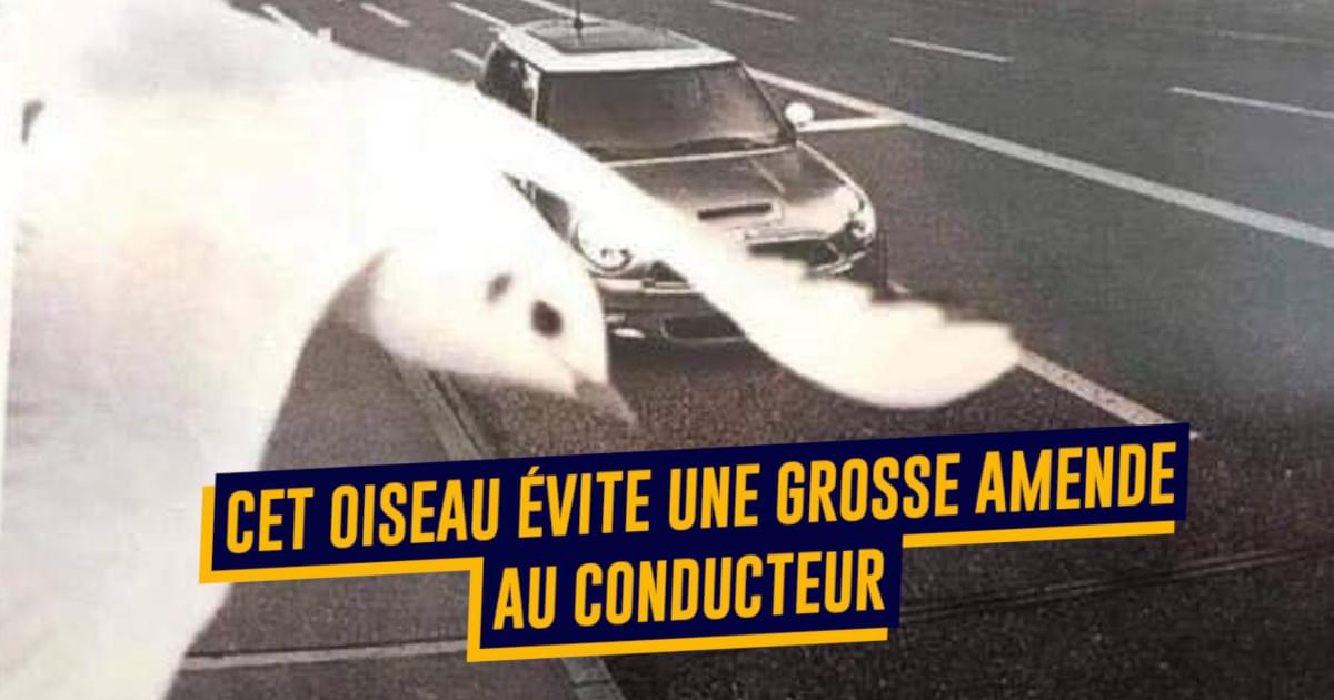 Top 12 des photos de trucs vraiment improbables (très improbables)