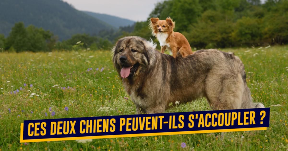 Top 10 des questions qu’on se pose sur les chiens, c’est à qui ces bons ...